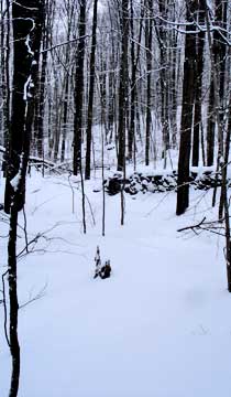 Hiking Mount Sherrill